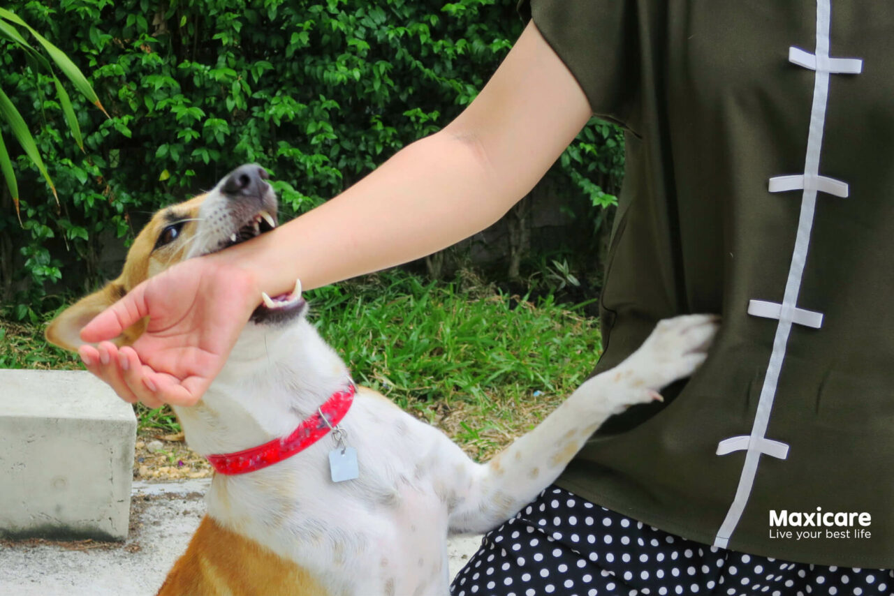 Preventing Dog Bites - Premier Healthcare Provider in the Philippines ...